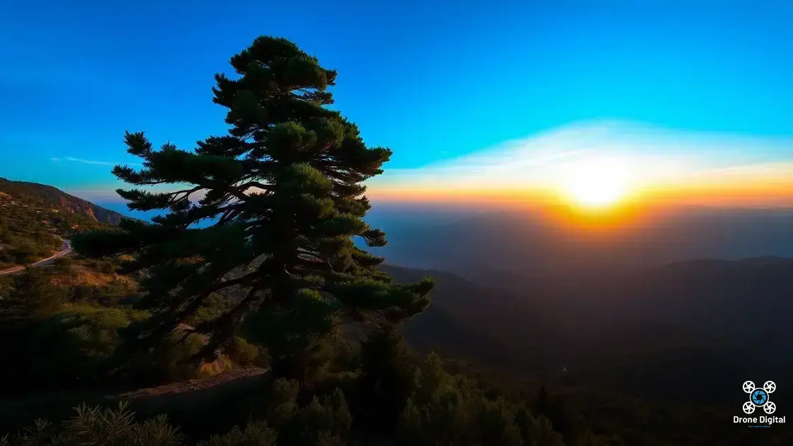 A mais famosa árvore do Líbano: descubra sua história e mistérios